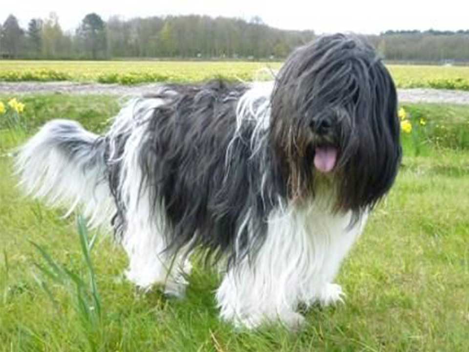 Cute Pictures of Schapendoes Puppies