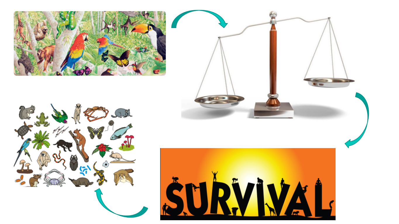 .: Unit 6 ECOSYSTEMS