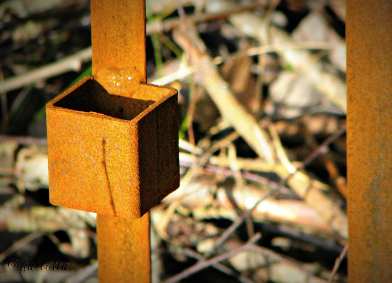 Charlottas trädgård: Rost, rost och rost
