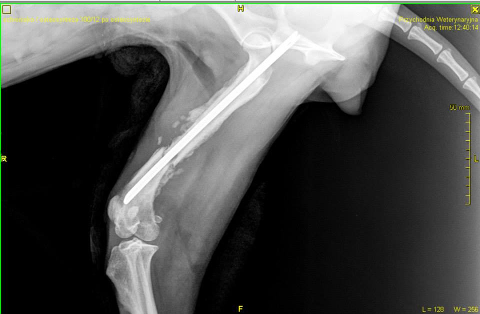 Kropka w kropkę - Kora & Ista: Kora