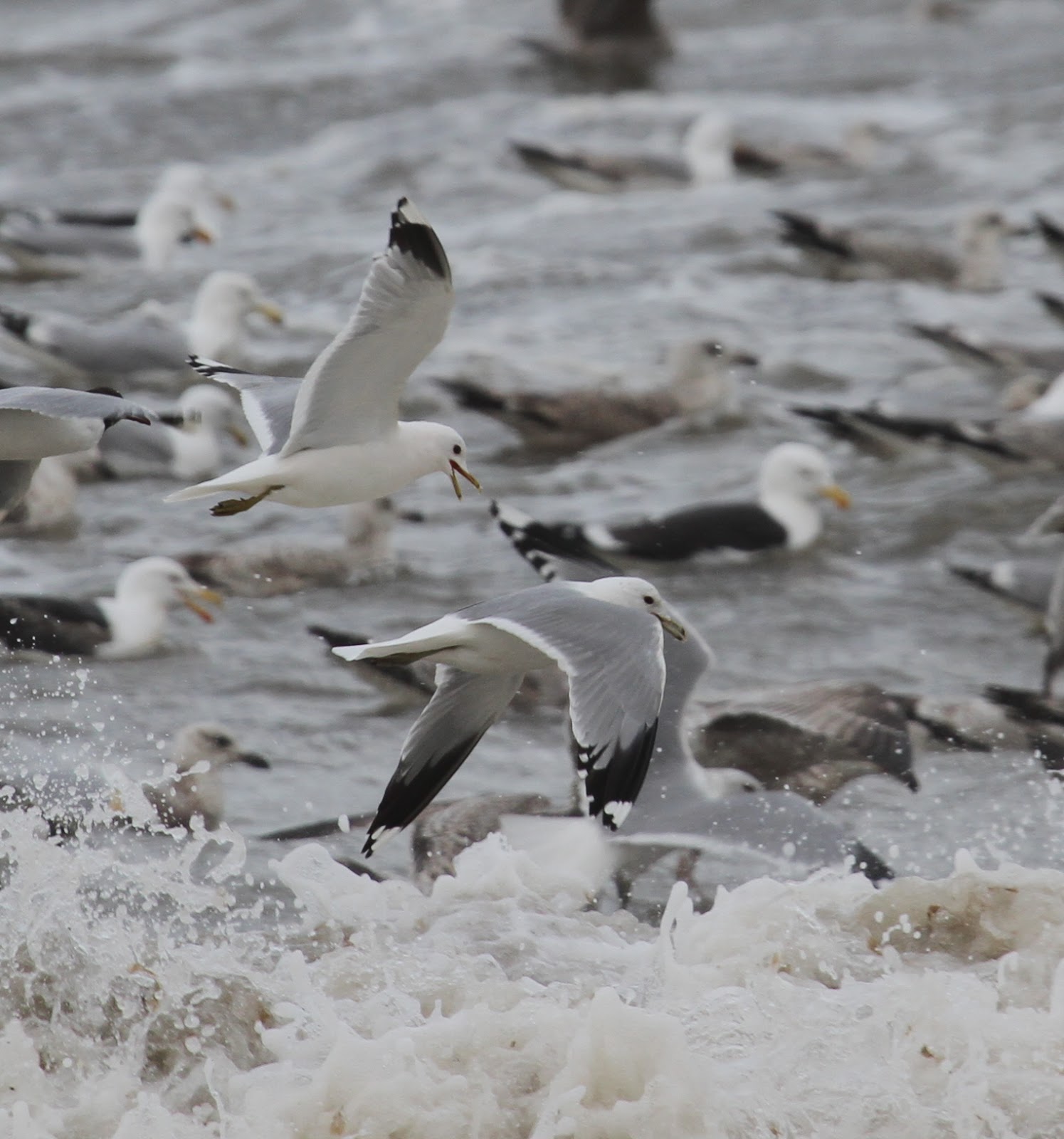 Graham's Birding Blog: March 2013