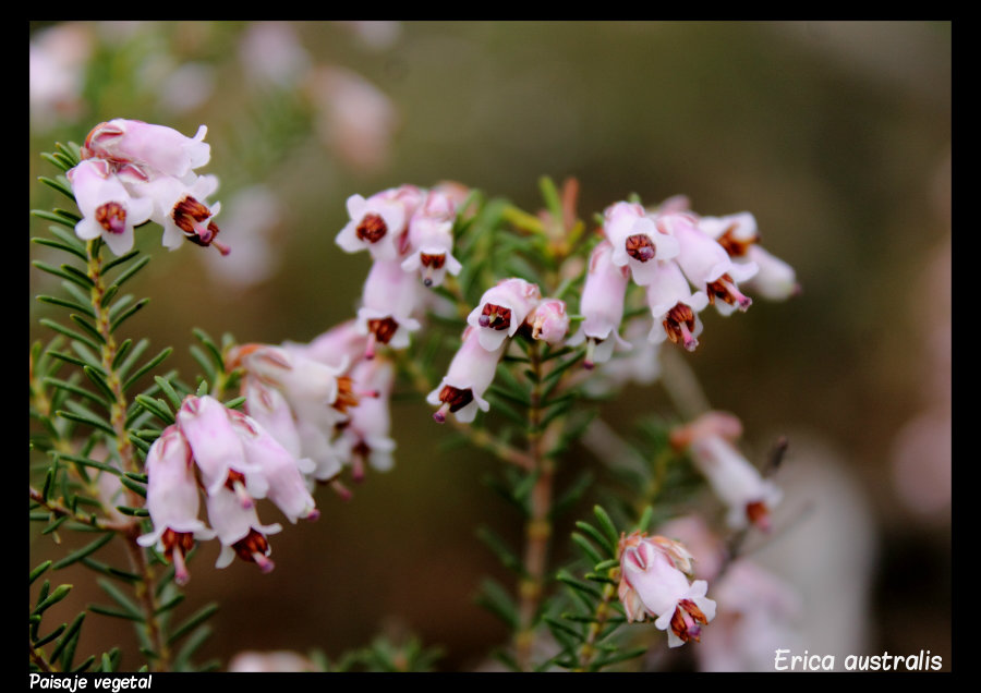 Paisaje vegetal: Erica, un género de brezo