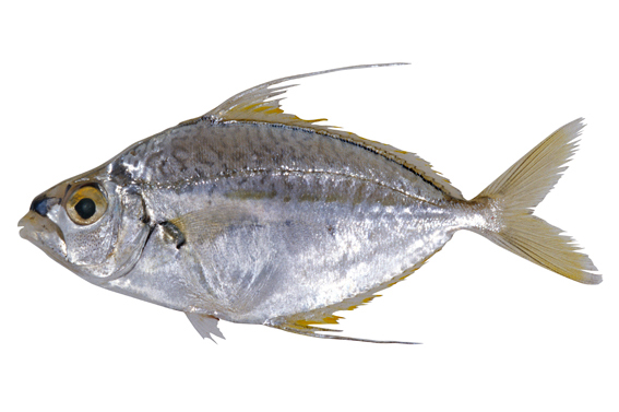 Artes de Pesca: ACTINOPTERYGII.