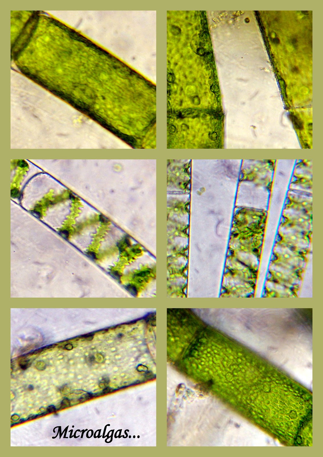 Cultivo de Microalgas em Fotobiorreatores: Microalgas... Filamentosas...