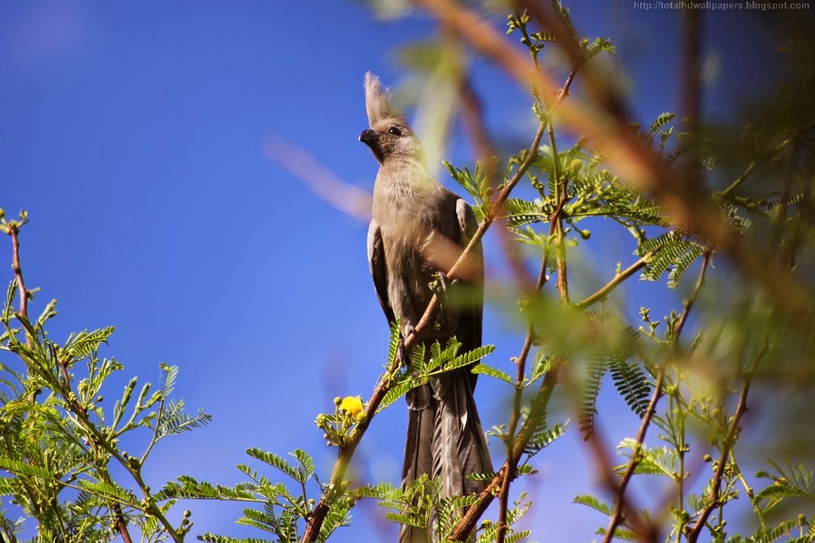 Grey Lourie HD Wallpapers - Wallpapers