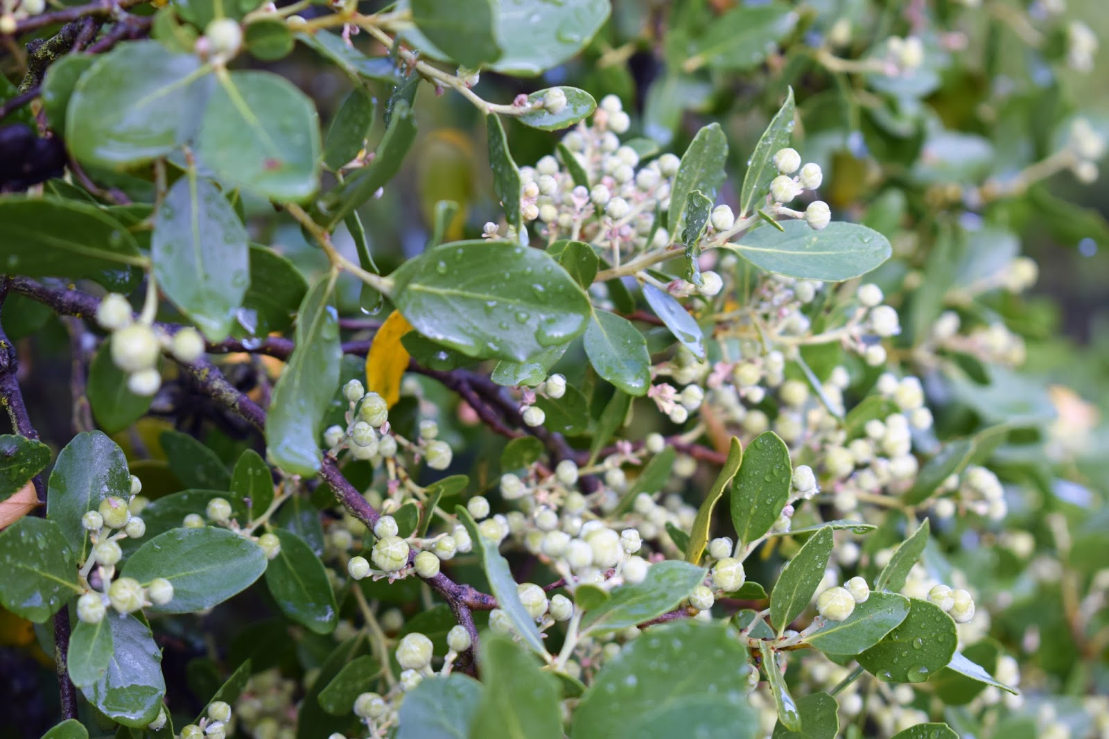 Fernando Ruz: Plantas nativas de Chile: Quillay, küllay, Quillaja saponaria