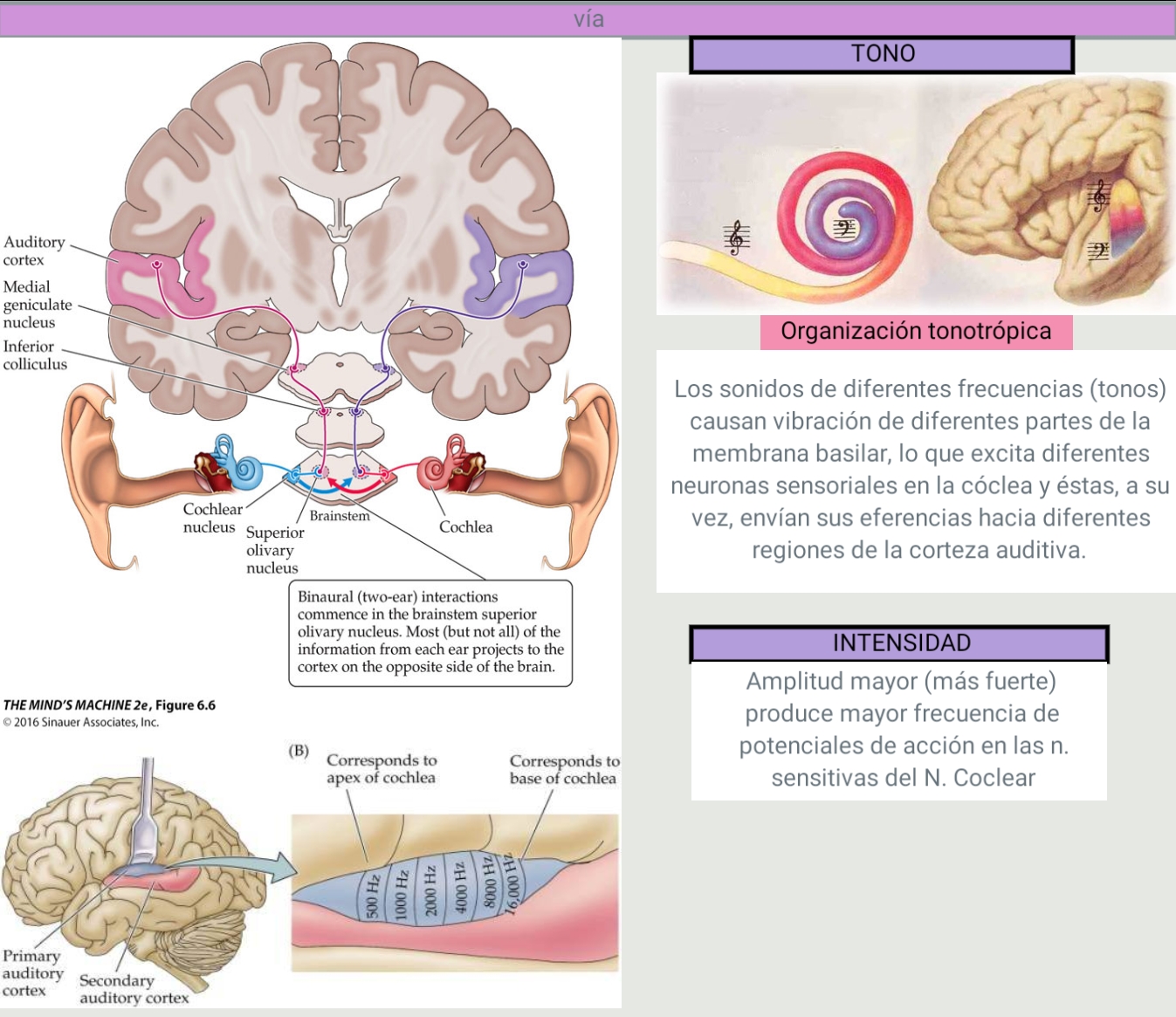 Fisiología: Audición