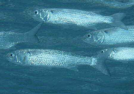 Mullet ~ Aquatic Animals
