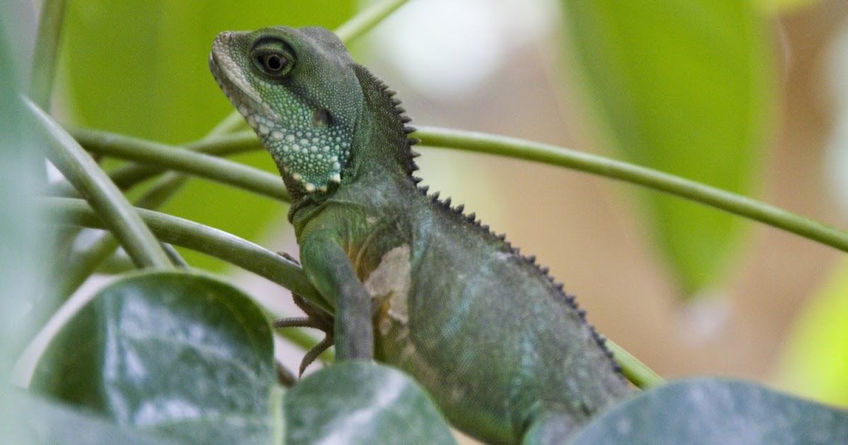 Trans Pond: little critter