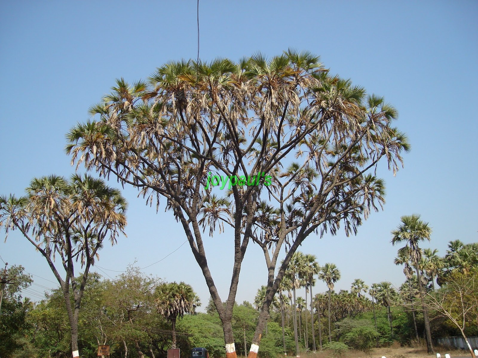 Nature: Branched palm- Hoka(Hyphaene Indica)