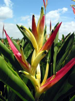 The Tropical Garden Of The RETREAT: November 2011