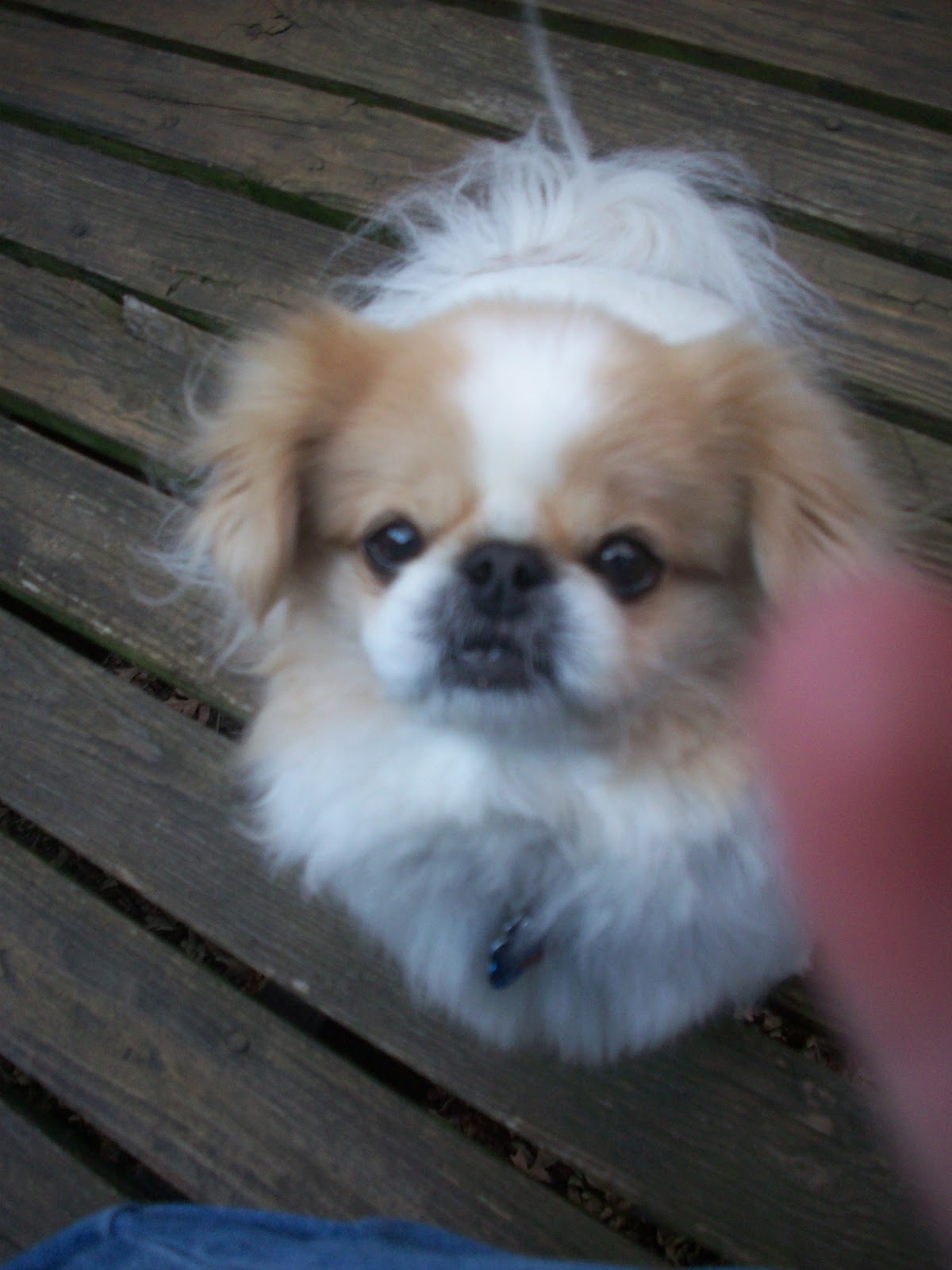 Must Love Pekes: PIPER AND SIR JENKINS