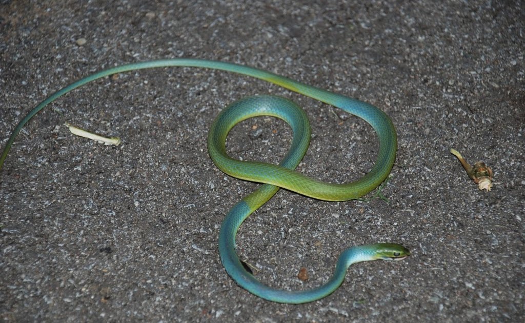Ohio Birds and Biodiversity: A "blue" green snake