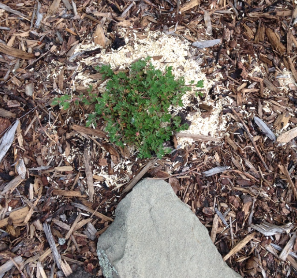 Moms, For Real: Mulch Alternatives - HEMP Mulch