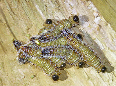 BunyipCo: Moth Night 2016