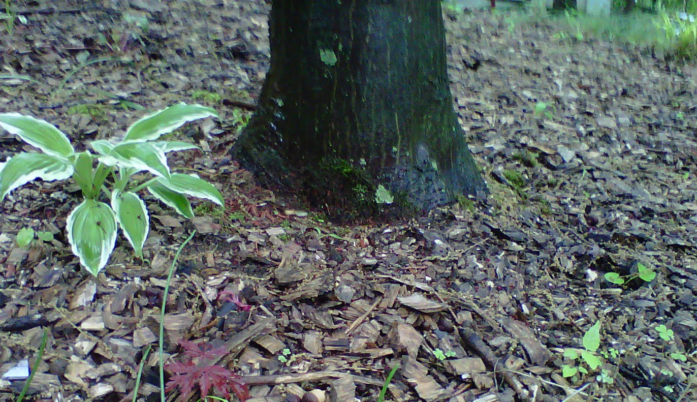 Tree Care Canada: The Depths of Planting