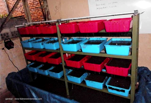 5 Cara mudah Budidaya Cacing Sutra Media Nampan - Om Ikan