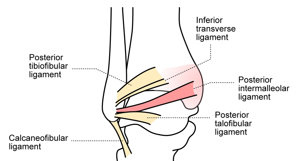 Roentgen Ray Reader: Posterior Intermalleolar Ligament