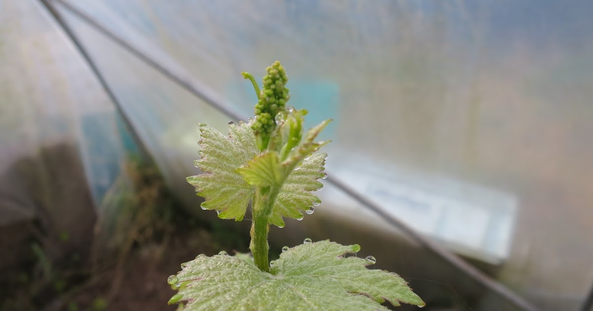 Day to Day Life of a Very Lazy Gardener: Never Cast a Clout Until May ...