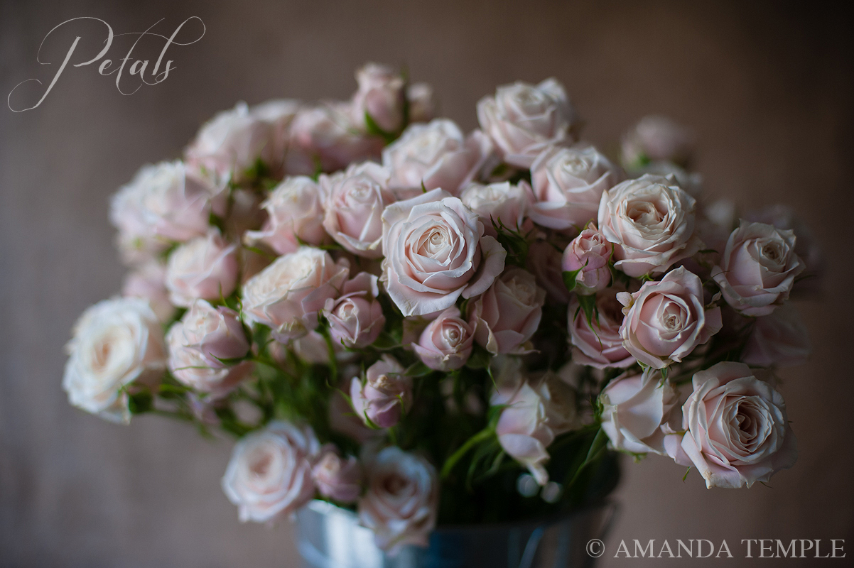 Petals - Bermuda Florist: Friday's Flowers: Perfect for a Bermuda Wedding