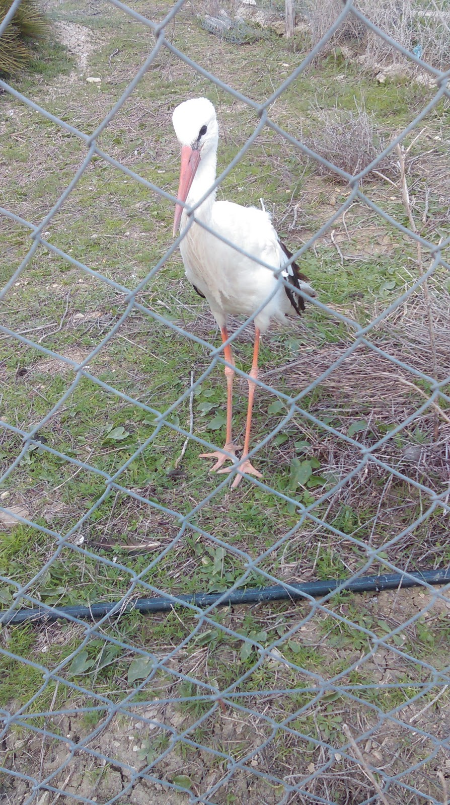 Madeline's Fairy-Tails: Helping Animals in Tangier, Morocco at Le ...