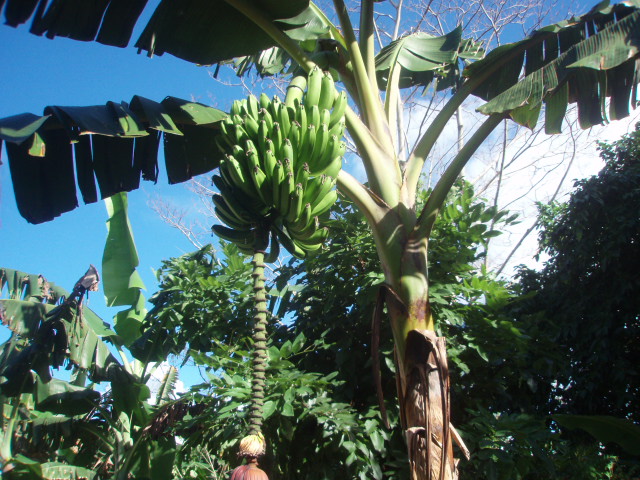 Island Food Community of Pohnpei visit