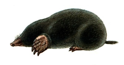 Tallinna 21. kooli loodusringi blogi: 9. loodusringi tund