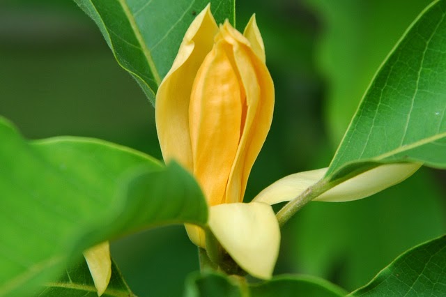 Semua Tentang Bunga: Bunga Cempaka