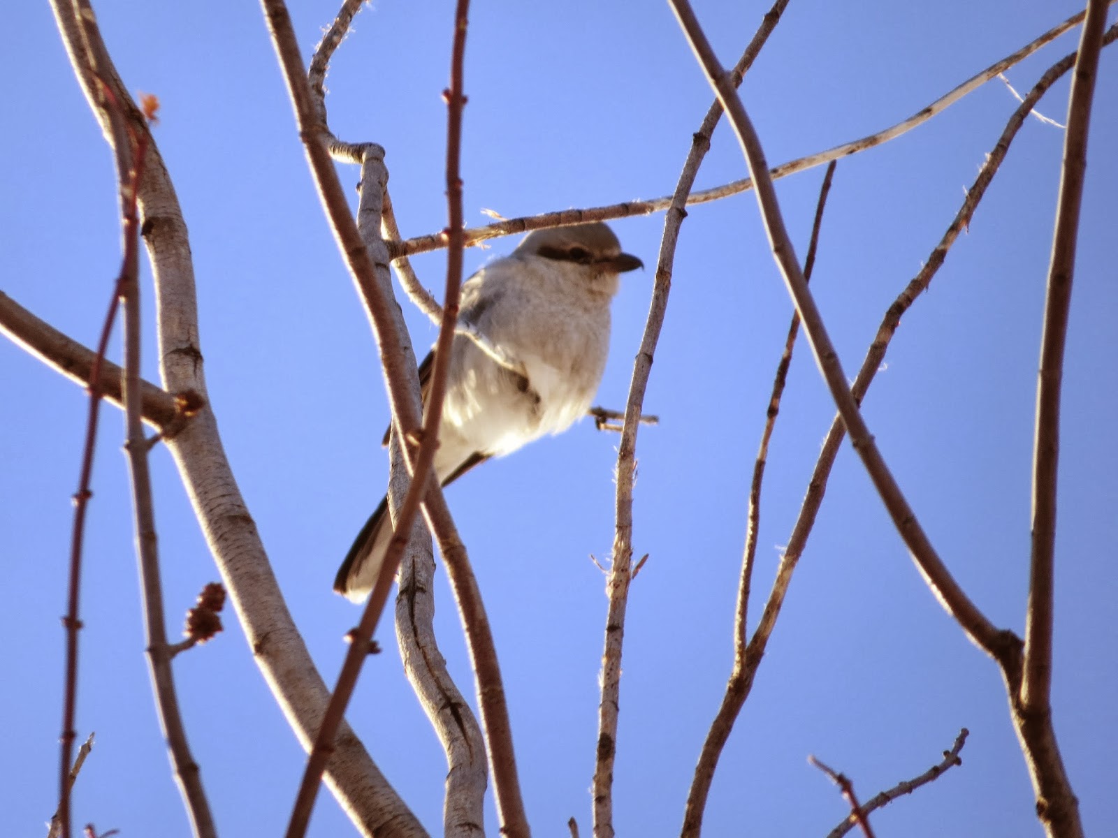 Birding Is Fun!: Shrike Attack!