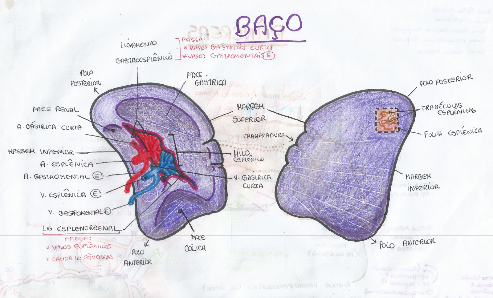 Rabiscos Infundados: Anatomia do Baço