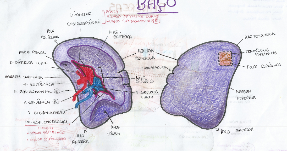 Rabiscos Infundados: Anatomia do Baço