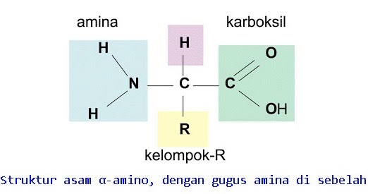 Jenis Fungsi Daftar Asam Amino Lengkap Dan Contohnya - Kesehatan Kita