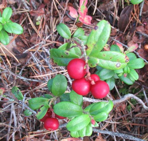 Cre8ing by Rose-Marie: oktober 2017