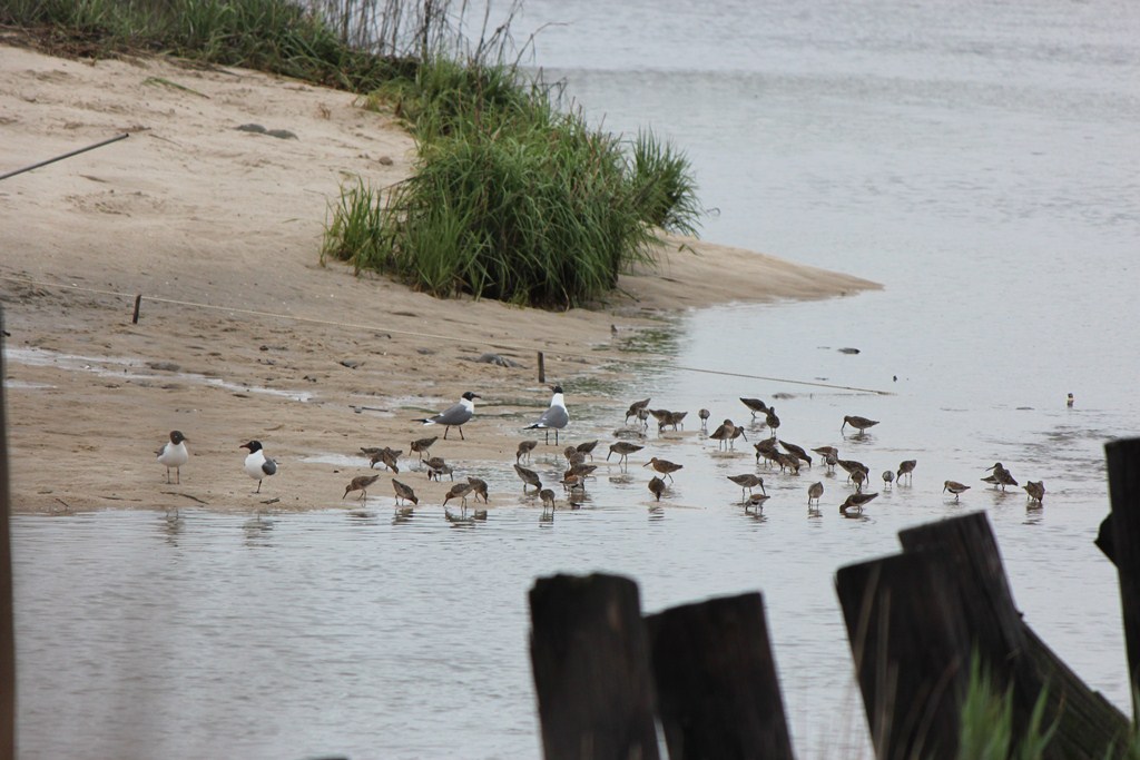 Boom Chachalaca: Woosh Netting at Fortescue