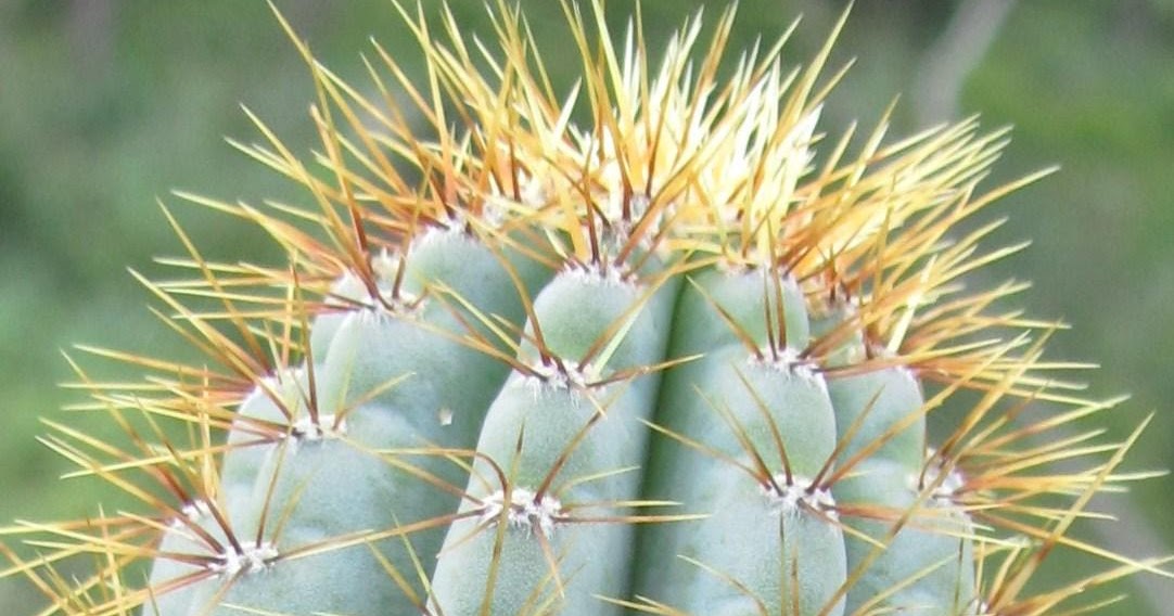 ABC das Suculentas: Cactaceas