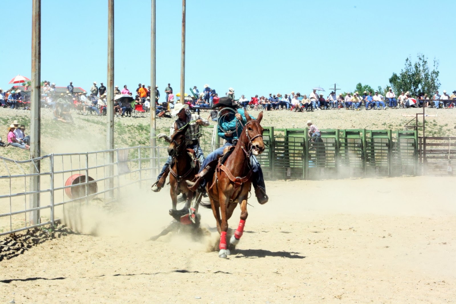 PairADice Mules: Jake Clark Mule Days Rodeo
