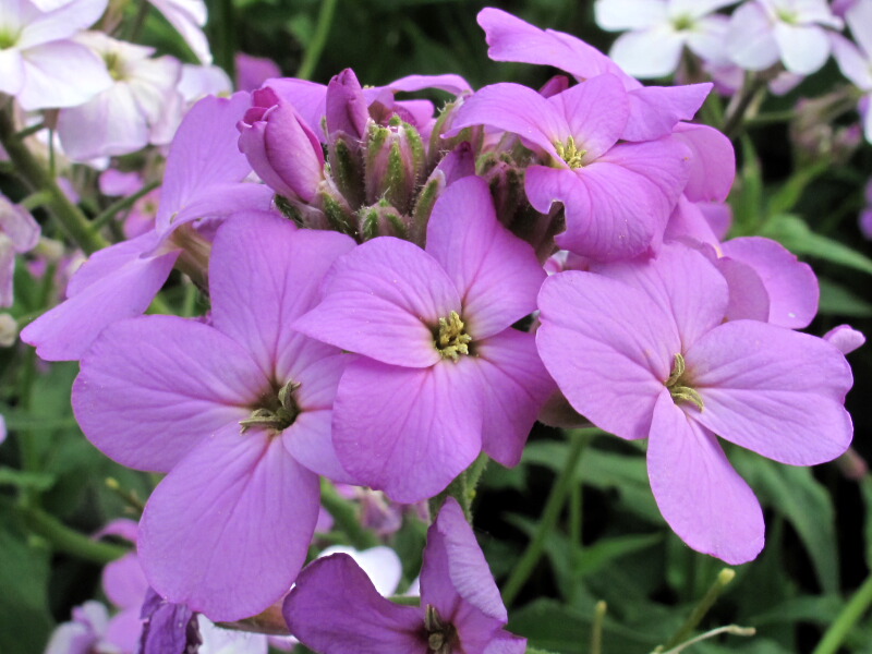 The Joyce Road Neighborhood: Wildflower - Dame's Rocket