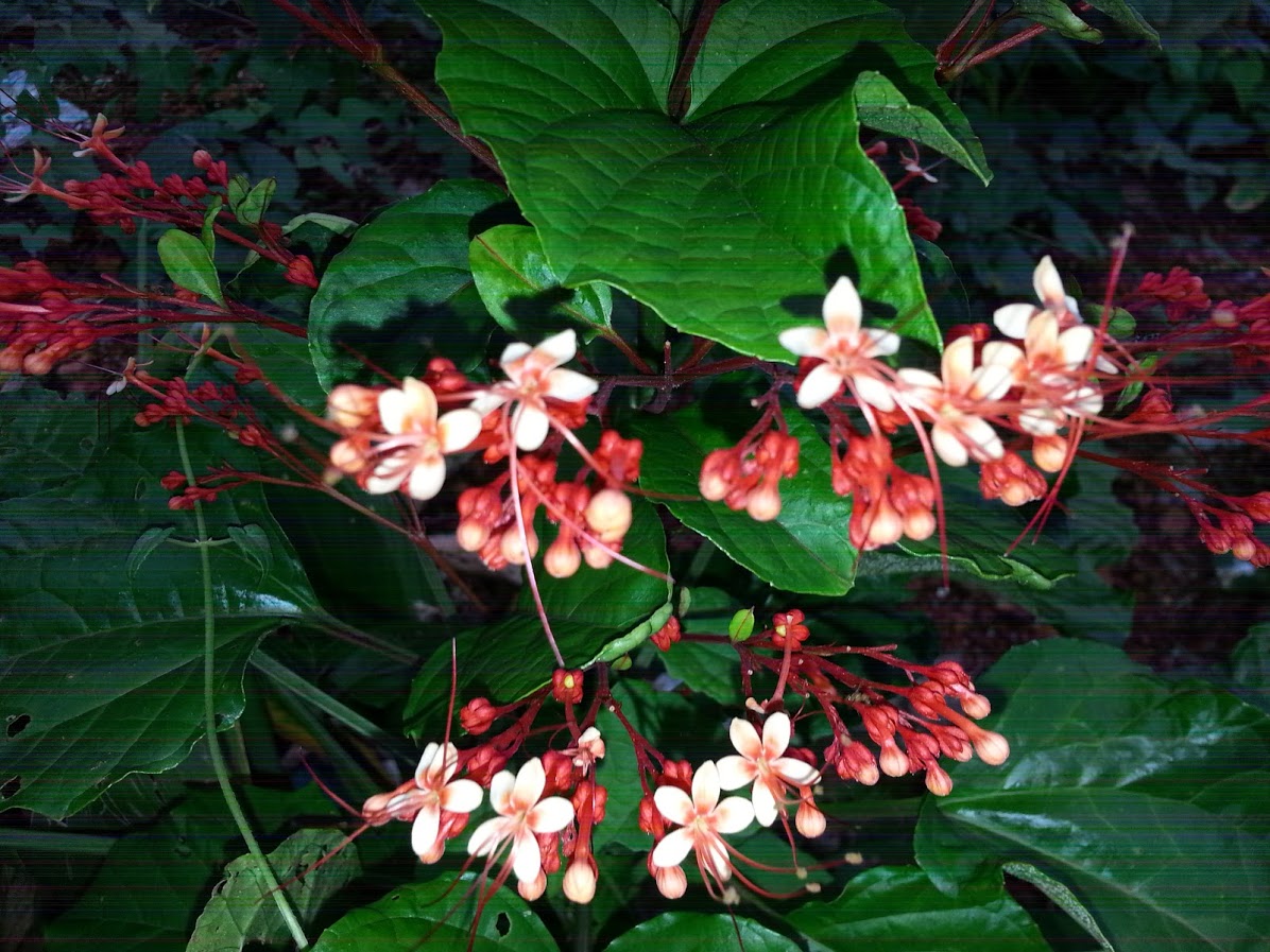 Florakerala: Pagoda Flower / കൃഷ്ണകിരീടം