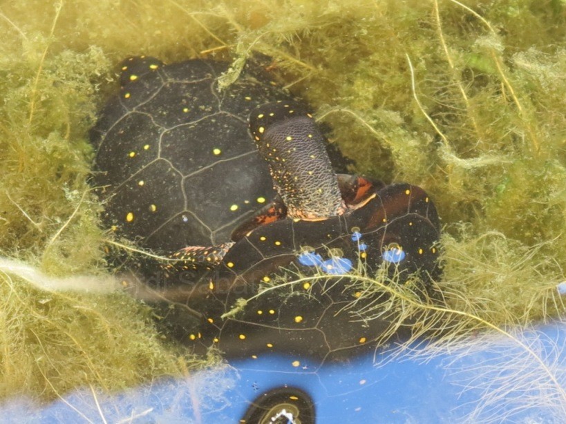 Clemmys guttata: The spotted turtle: Turtles under the ice and a surprise