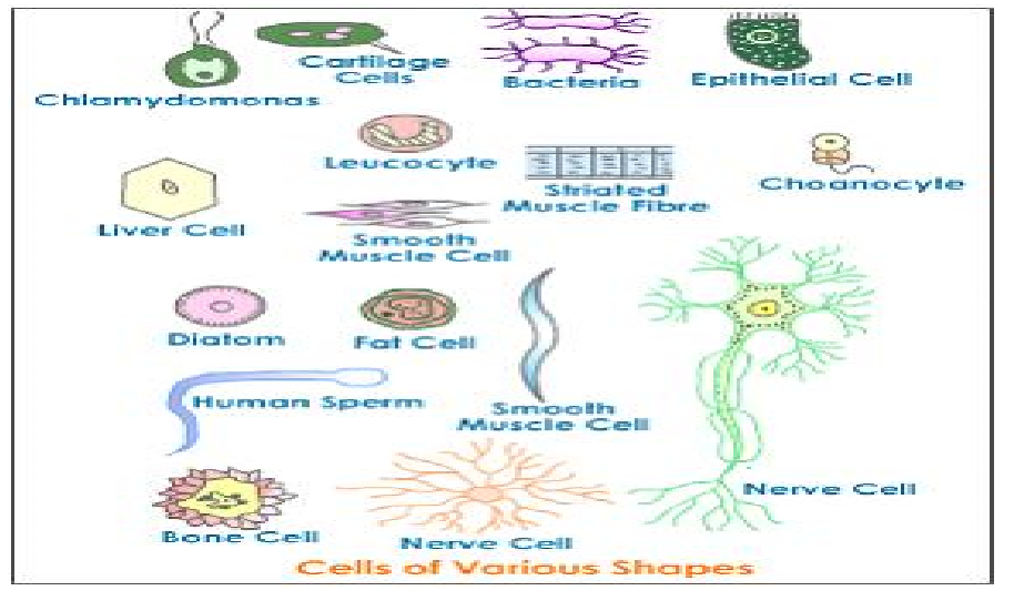 NOTA-NOTA PISMP PJ: Sel dan tisu