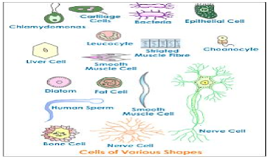 NOTA-NOTA PISMP PJ: Sel dan tisu