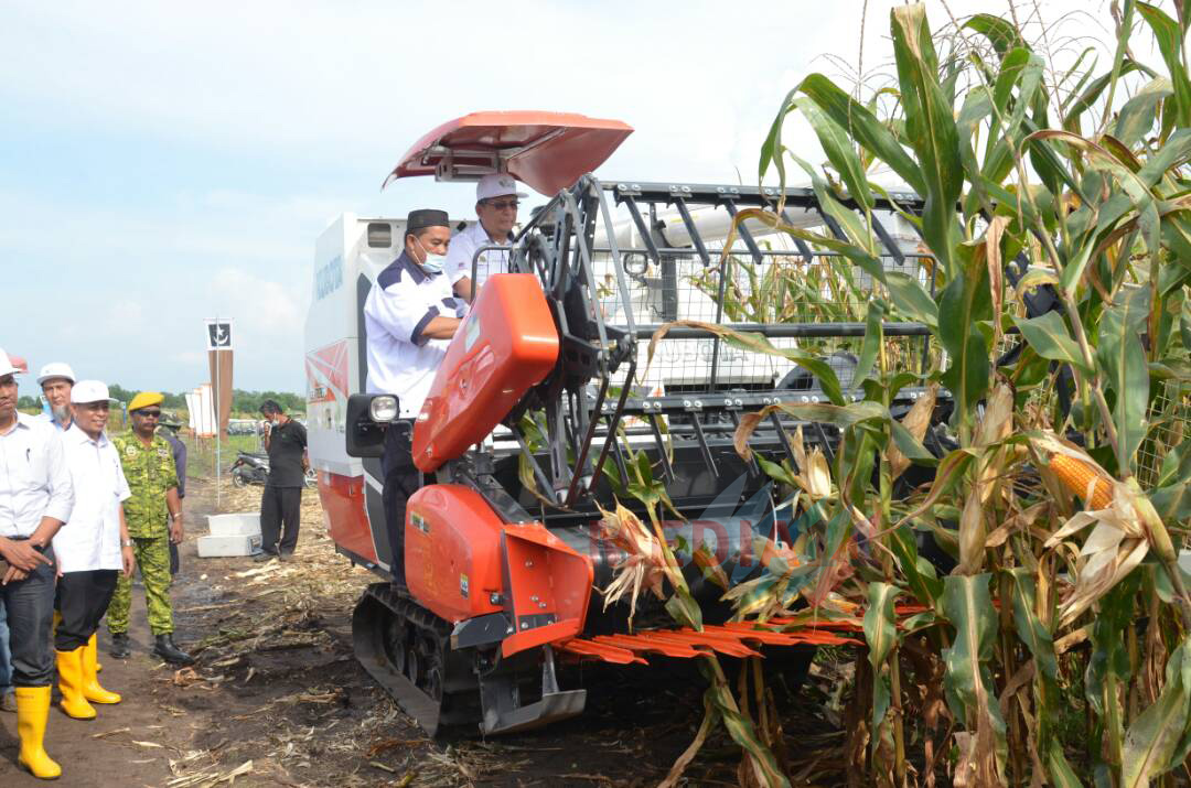 PROJEK TANAMAN JAGUNG BIJIRIN BAKAL BAWA PELABURAN RM27 JUTA DAN 20 000 ...