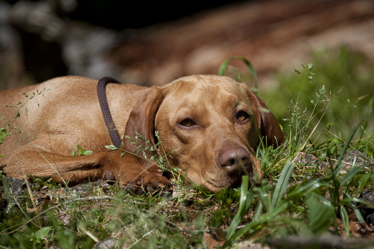petra: Rövidszőrű Magyar Vizsla