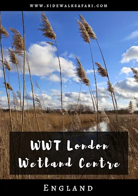 WWT London Wetland Centre: What's It Like to Visit? | Sidewalk Safari ...