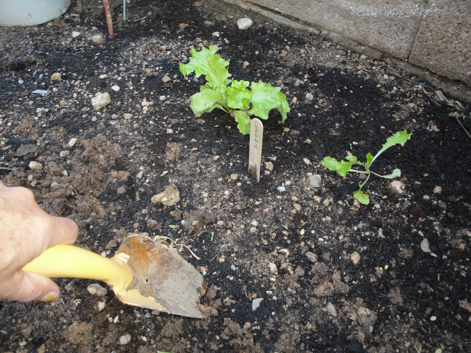 Home Education - 2nd grade: Digging for gold