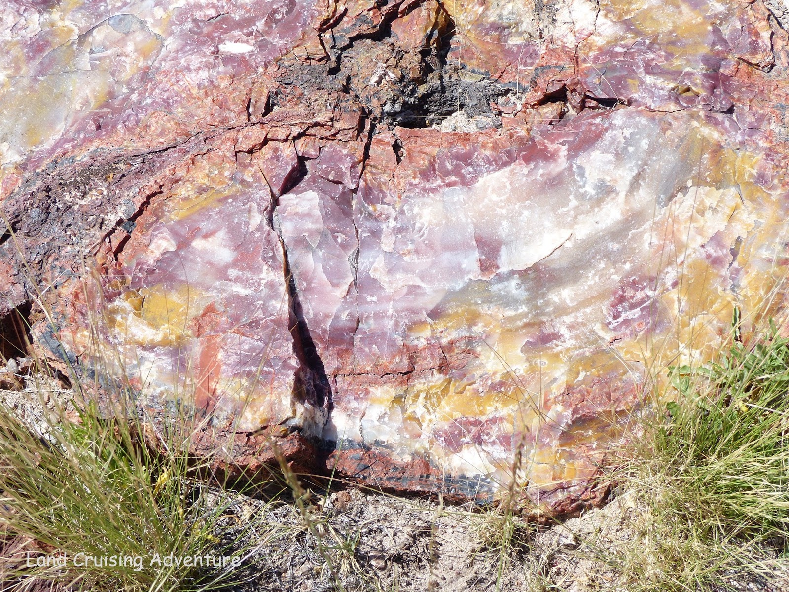 Land Cruising Adventure: Petrified Forest National Forest