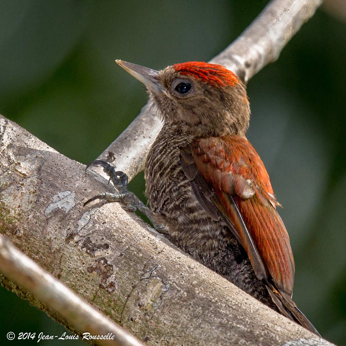 Woodpeckers of the World: Picid in Focus: male Blood-coloured Woodpecker