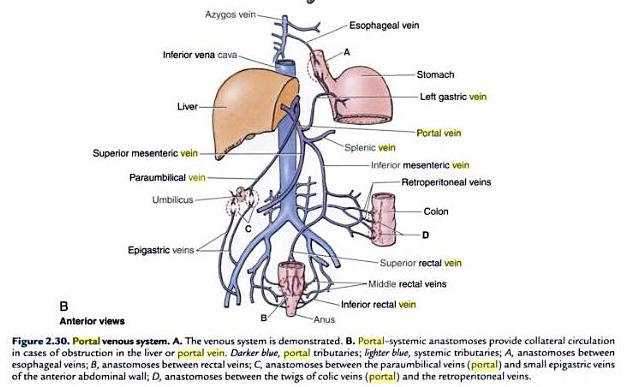 Shunt o Anastomosis: julio 2015