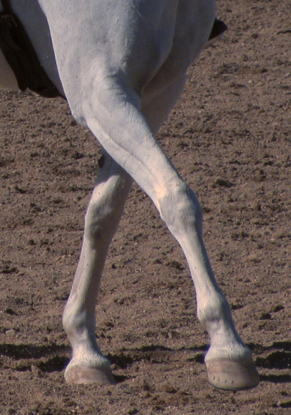 Musings at Minkiewicz Studios LLC: Equine Anatomy and Biomechanics: A ...