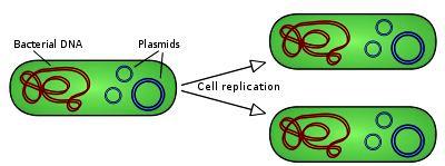 Plasmids -The vectors in Genetic Engineering